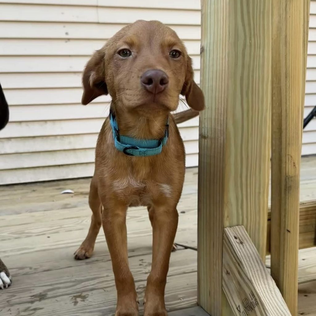 PUPPY – Out of the Pits – and into your hearts! | Pit Bull Dog Rescue ...