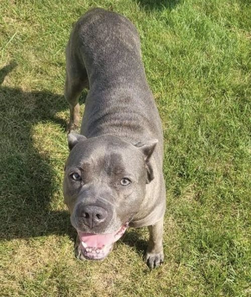 Adoptions – Out of the Pits – and into your hearts! | Pit Bull Dog ...